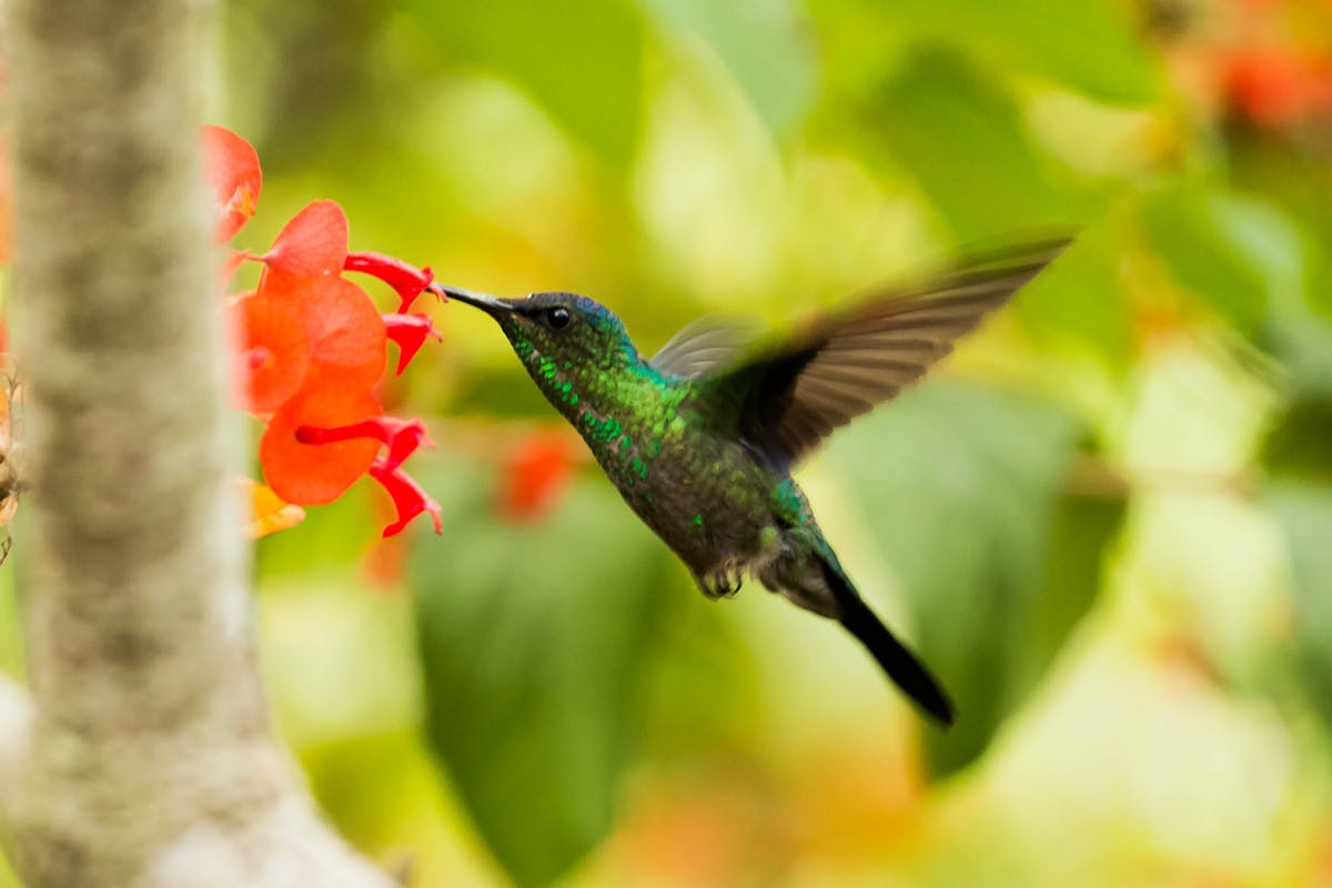 32+ Different Types of Hummingbirds Found in the USA 2025