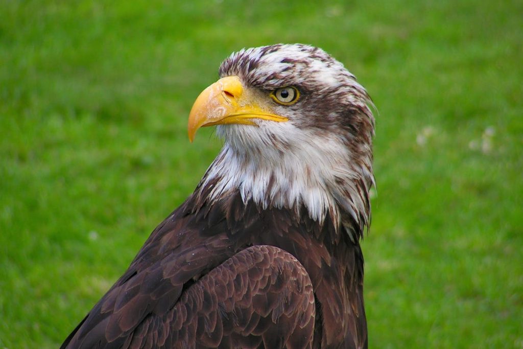 How long do bald eagles live in the wild? Eagle Life Cycle