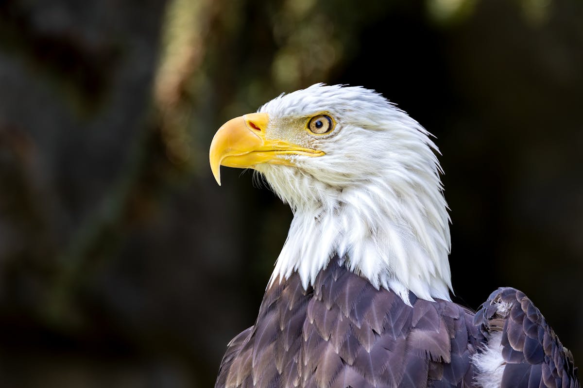 Eagle – Facts, Species, and Habitat | BirdzFly