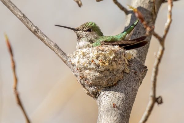 Hummingbird Nests: A Complete Guide to Their Tiny Homes