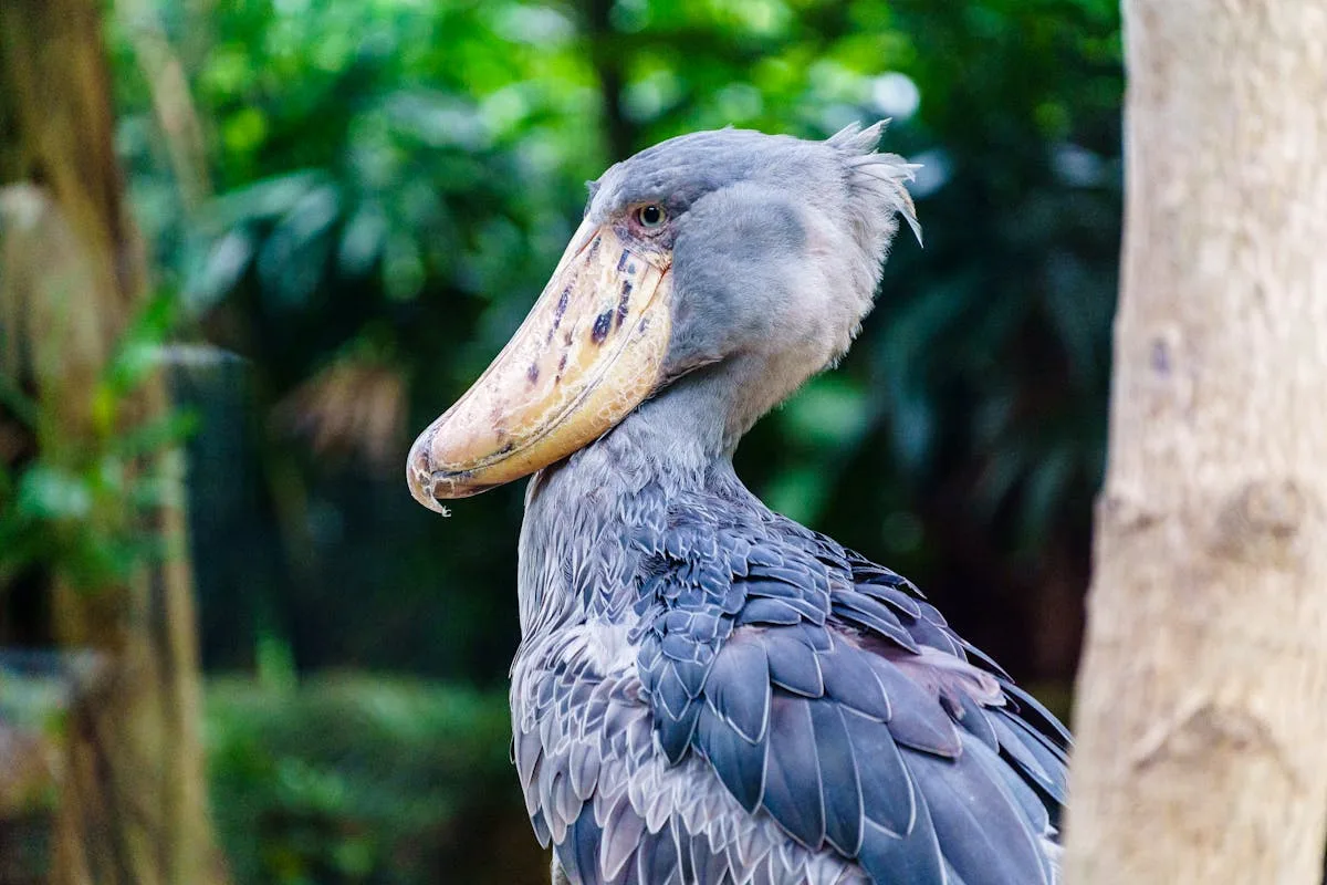 Shoebill Bird Characteristics and Identifications - BirdzFly