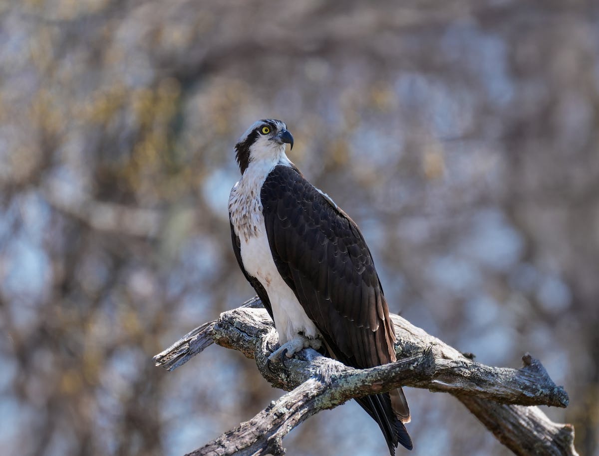 Signs of spring: 10 great spring bird moments