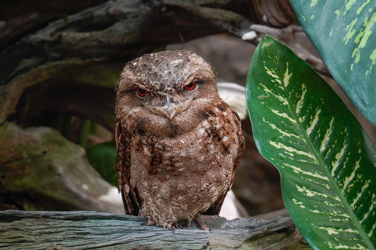 Tawny Frogmouth Bird | Overview