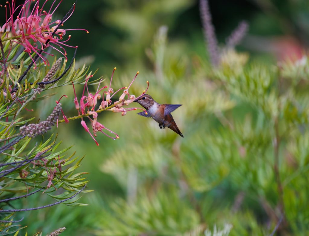 The Hummingbird Wonder Of The Smallest Bird In The World