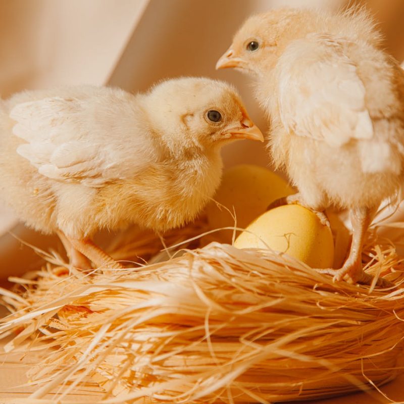 European Robin Bird | Characteristics and Identification - BirdzFly