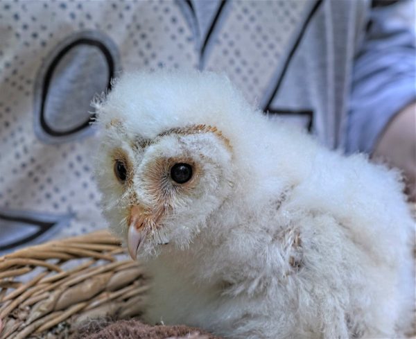 White Barn Owl | Characteristics