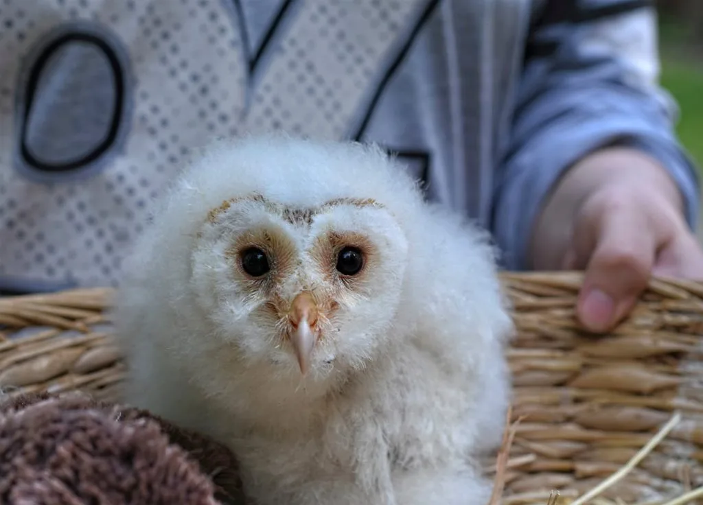Barn Owl – Facts, Habitat, and Hunting Behavior | BirdzFly