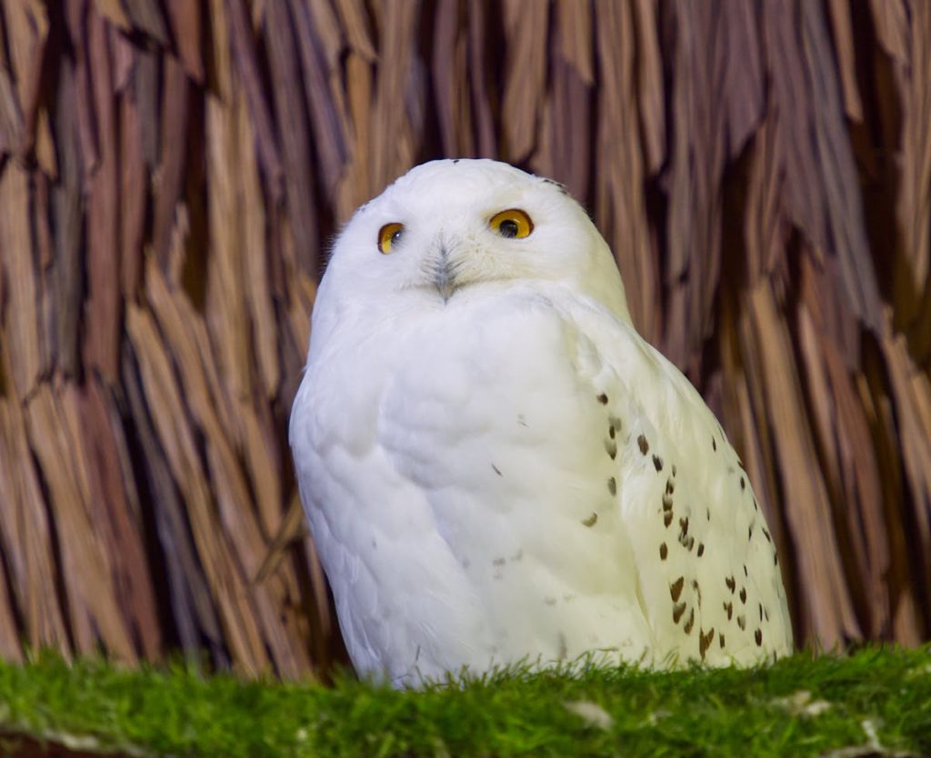 White Barn Owl | Characteristics