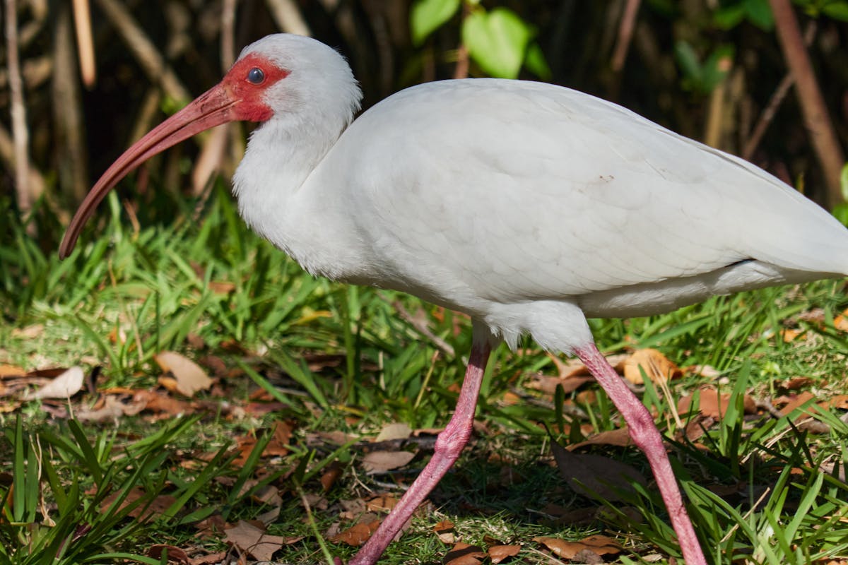White ibis bird Overview | Characteristics - BirdzFly