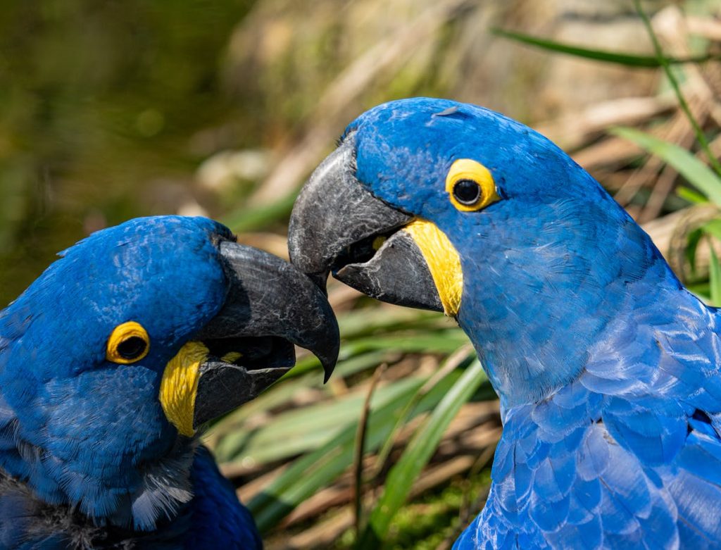 About Birds - BirdzFly