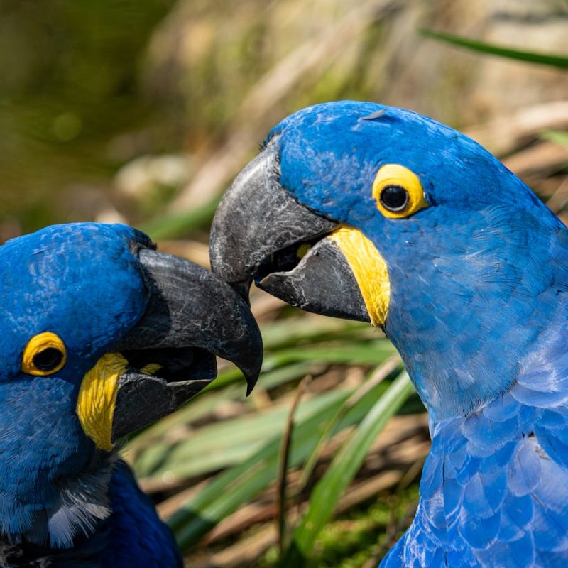 European Robin Bird | Characteristics and Identification - BirdzFly