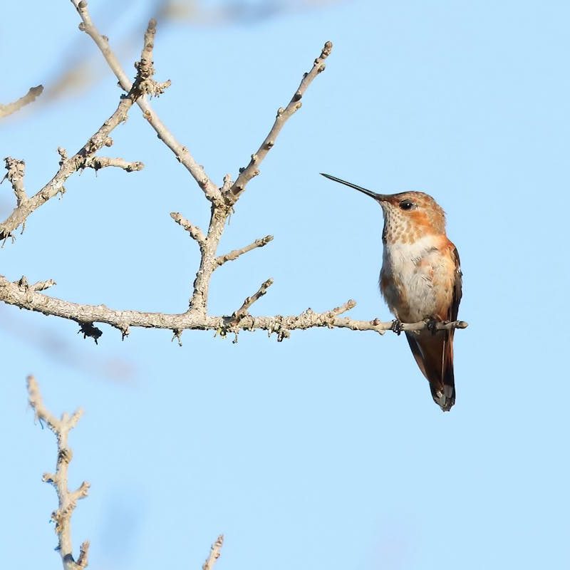 Current Hummingbird Migration Map 2024 - Spring Sightings