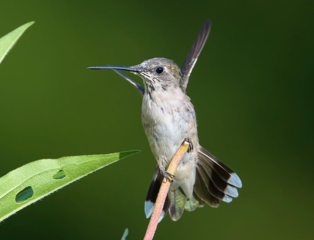 7 Things to Know About Hummingbird Migration