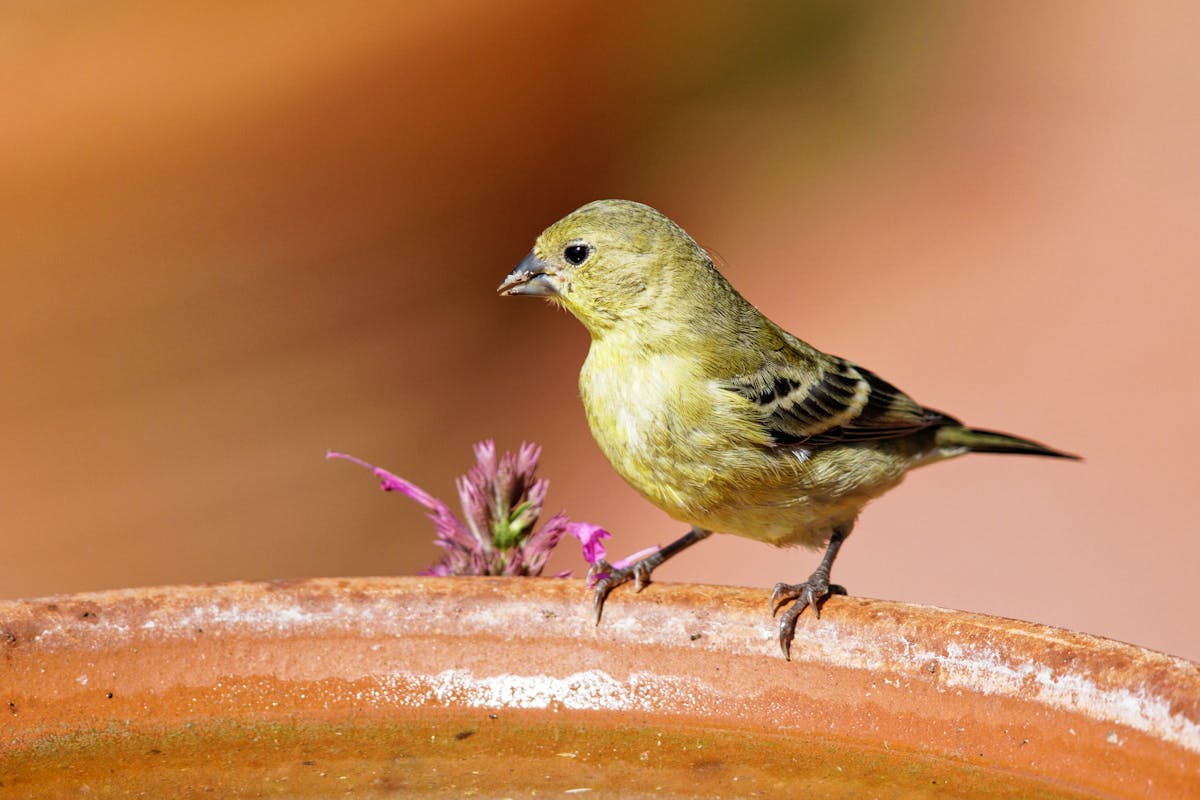 American Goldfinch Bird — Overview
