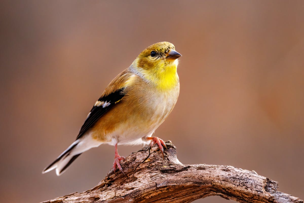 American Goldfinch Bird — Overview