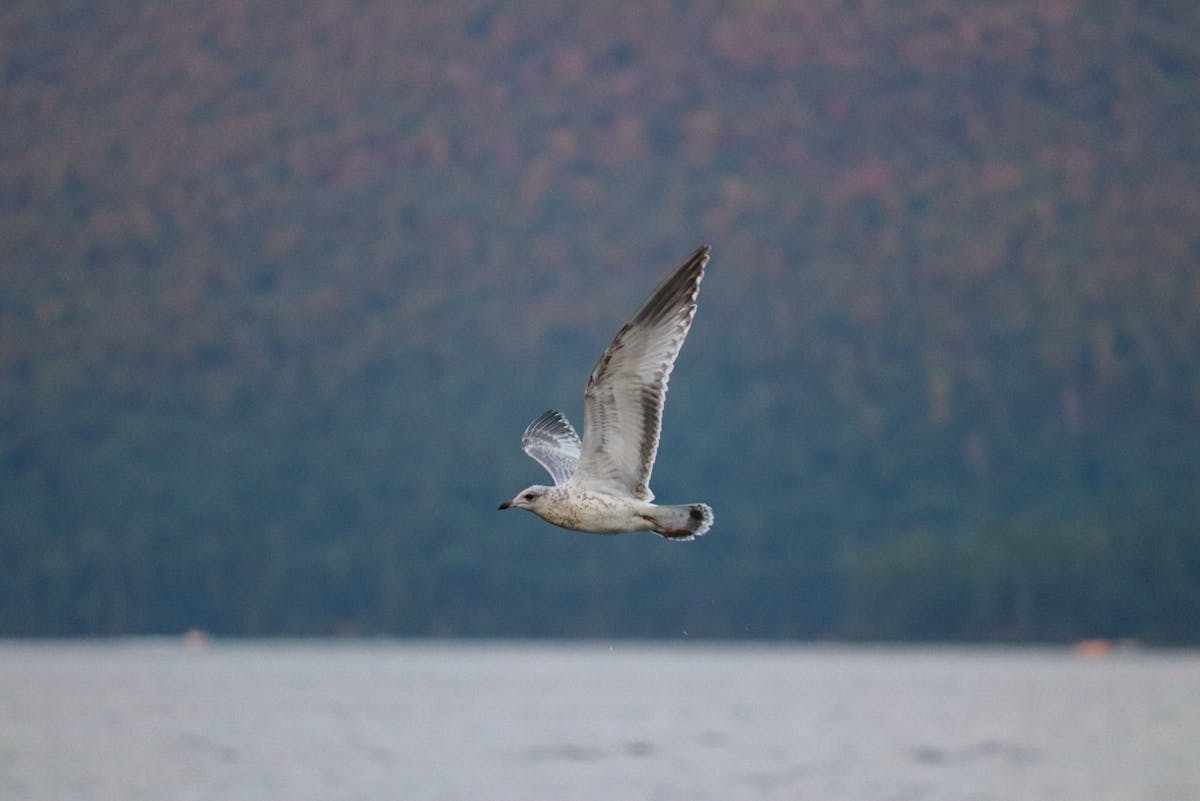 Bird Migration Guide