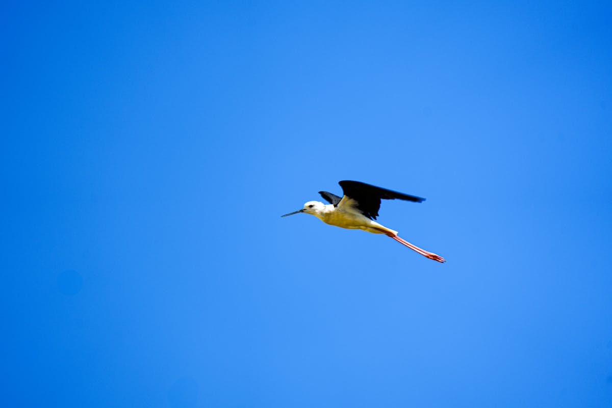 Bird Migration Guide - BirdzFly