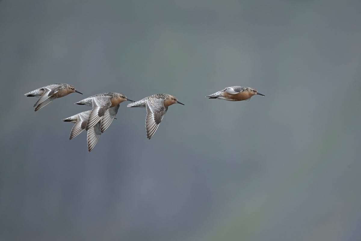 Bird Migration Guide - BirdzFly