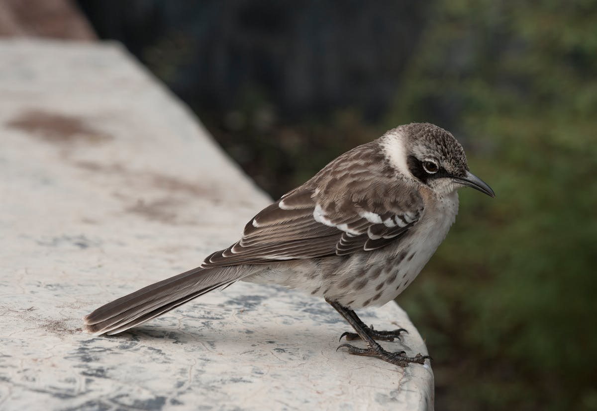Discovering the Origins of Bird Names