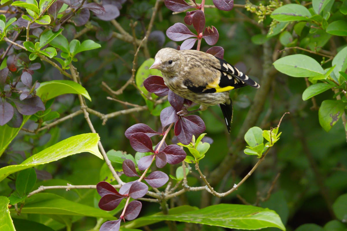European Goldfinch Bird Introduction - Overview