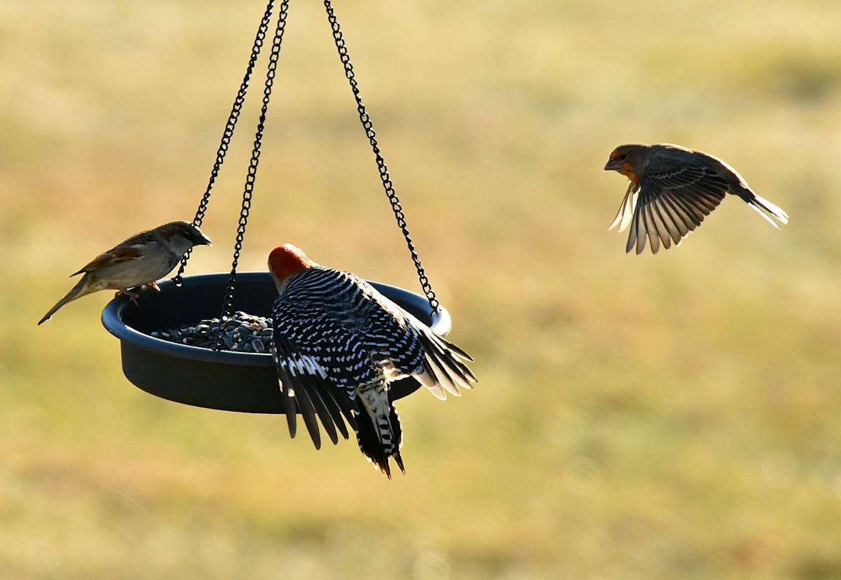 Feeding Birds In Spring