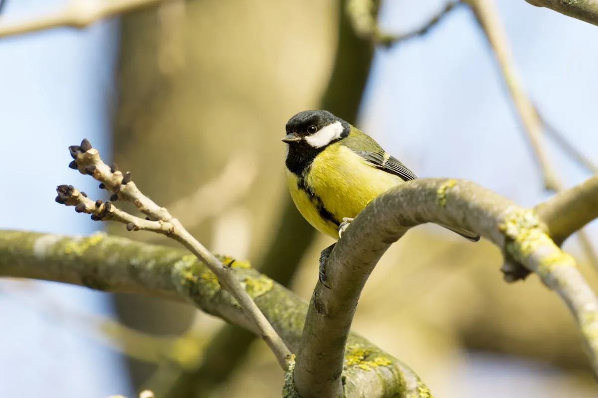 Great Tit Bird introduction and Overview