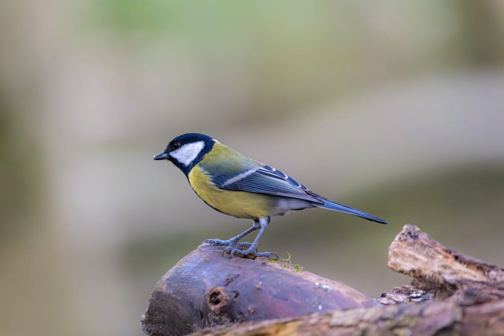 Great Tit Bird introduction and Overview