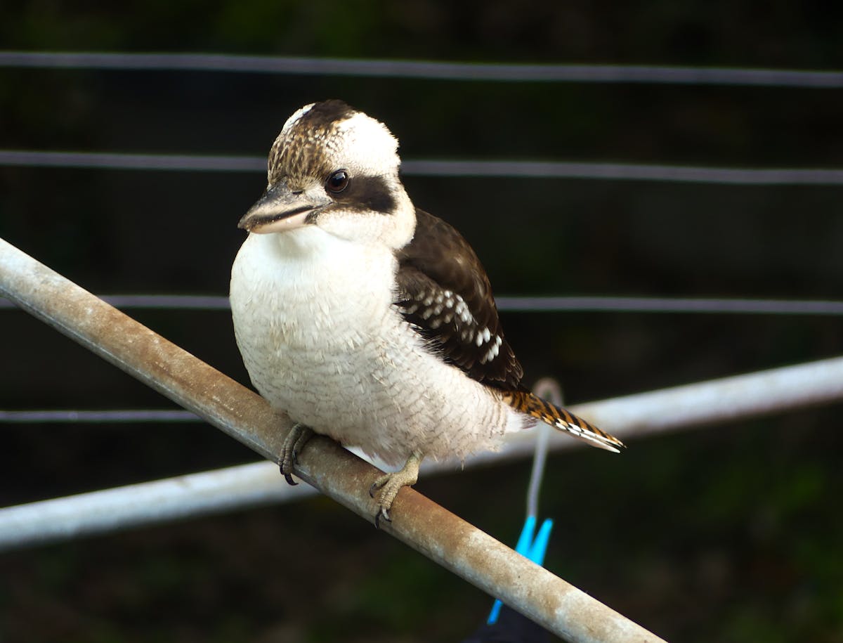 How to Care for an Injured Wild Bird