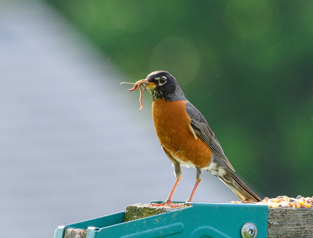 How to Feed Orioles: Foods Orioles Eat