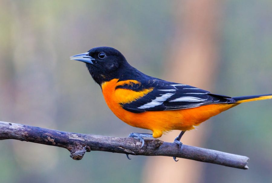 Baltimore Oriole Bird | Specification and Identification