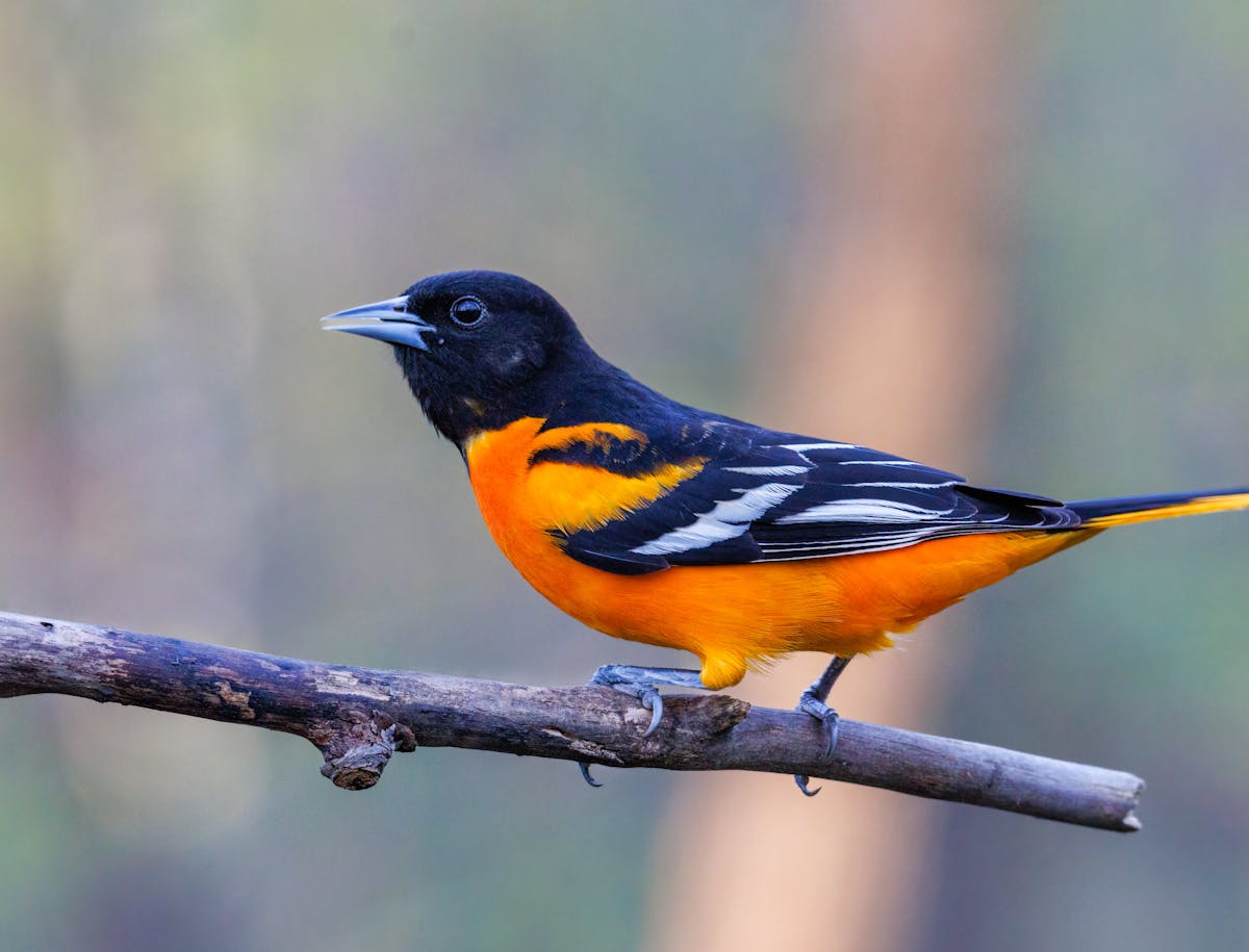 How to Feed Orioles: Foods Orioles Eat