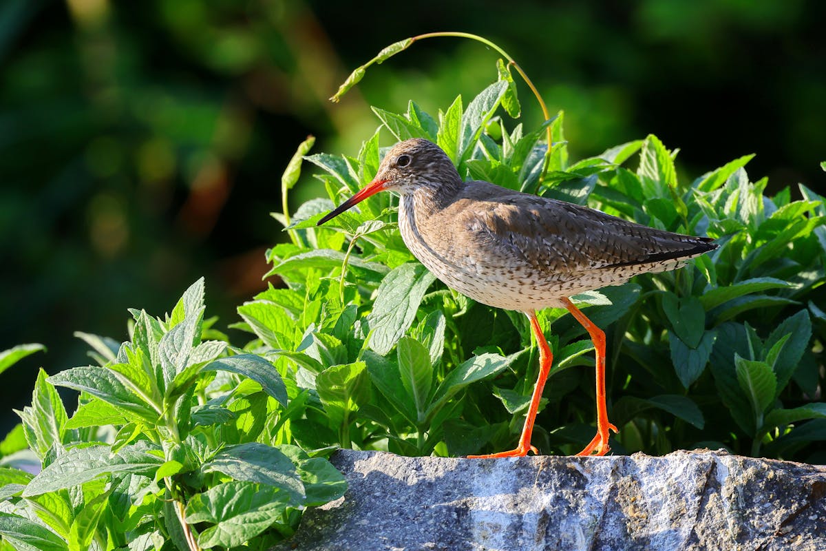 How to Identify Birds in your Garden & Backyard