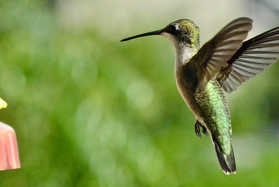 Live 2025 Hummingbird Migration Map for the USA - BirdzFly