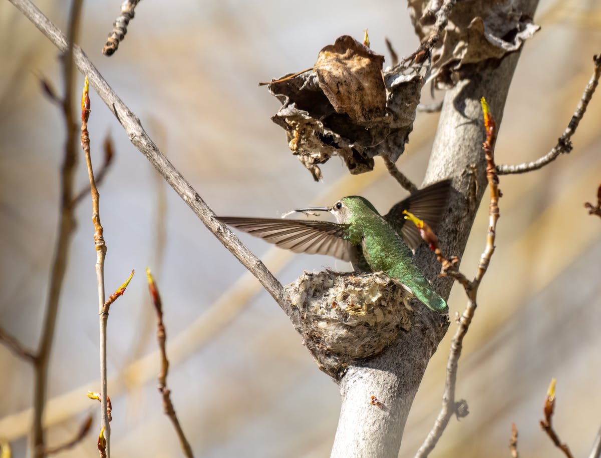 Hummingbird Nests: What You Need to Know