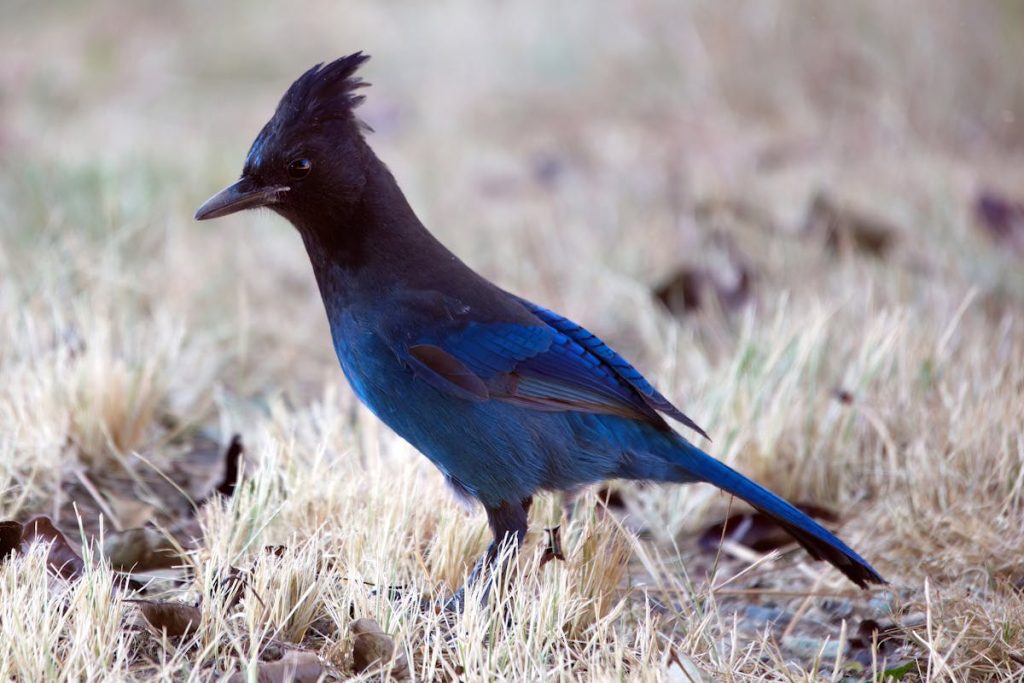 Introduction: Facts About Blue Jay Bird - BirdzFly