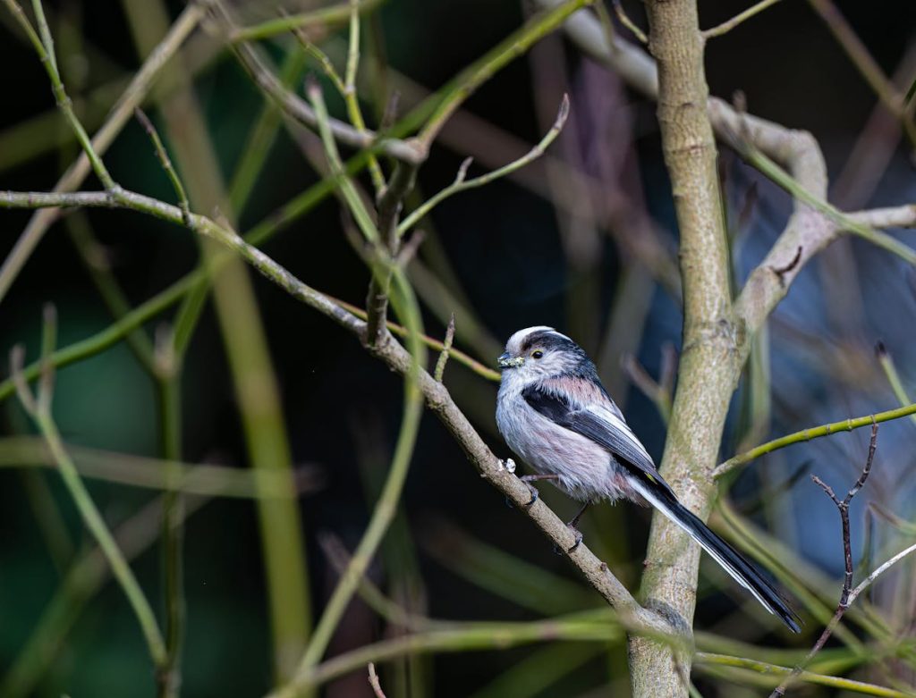 Long tailed tit bird Symbolization