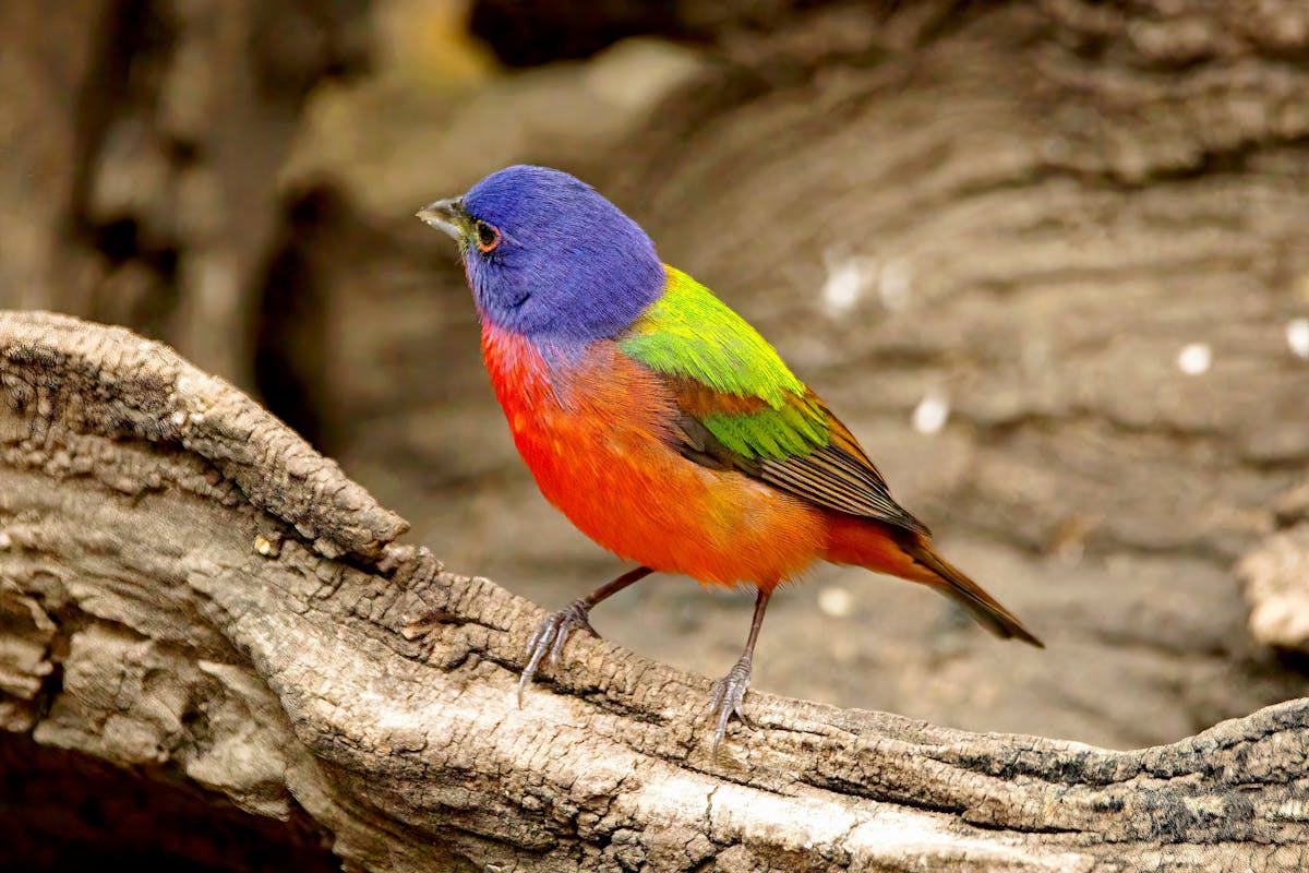 Painted Bunting Bird – Overview