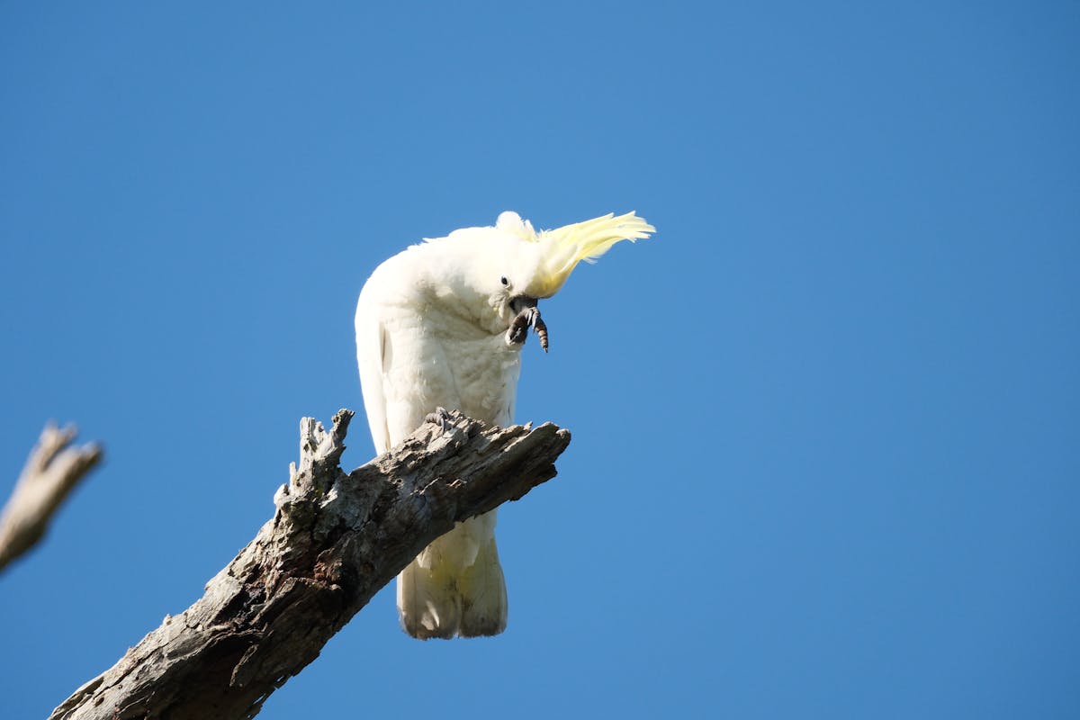 Scary Bird Myths and Legends: Halloween Special - BirdzFly
