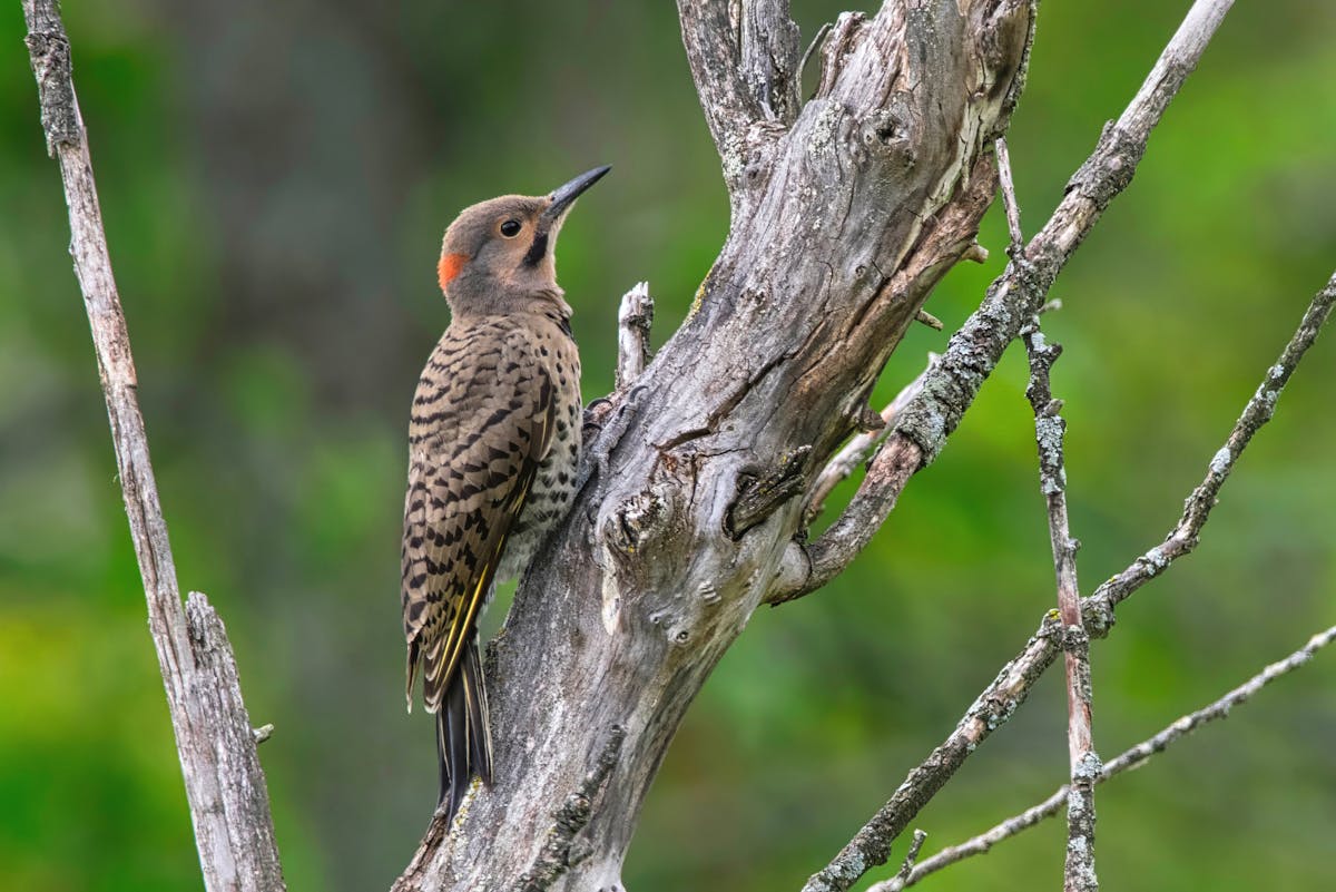 The Ideal Present for the Bird Enthusiasts - BirdzFly