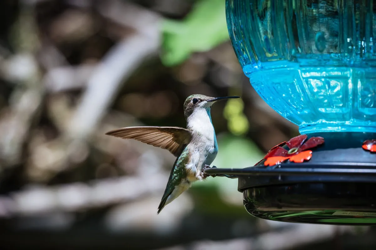 Top 5 Oriole Feeders — 2025 Guide to Best Oriole Feeders