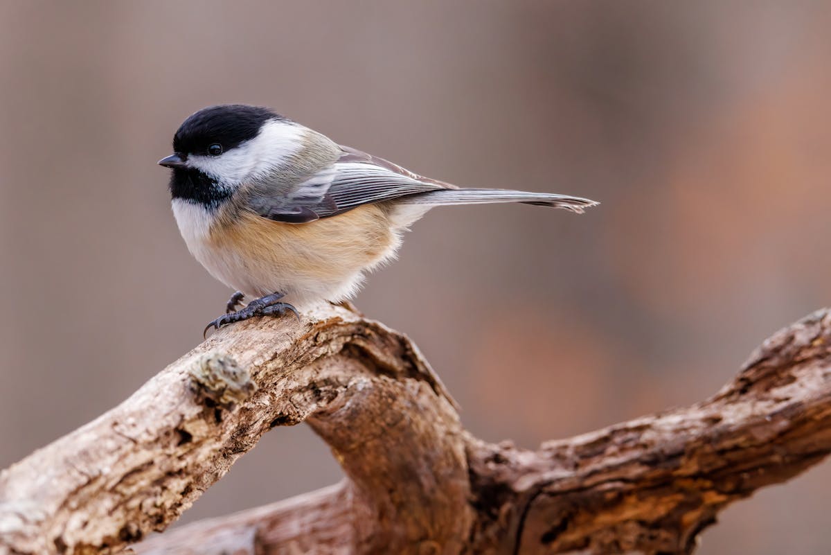 Tufted Titmouse In-Depth Learning