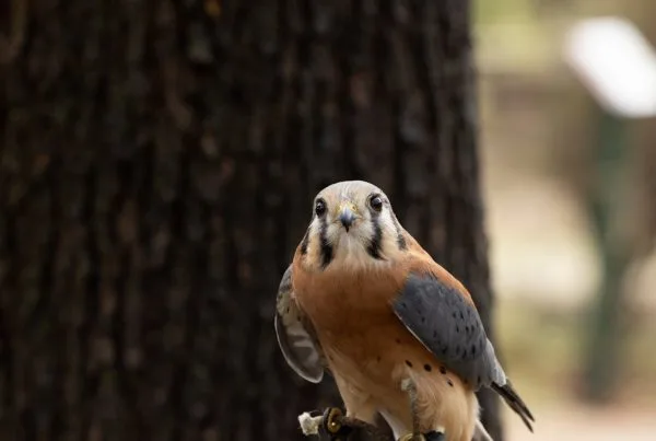 What Foods Do Hawks Eat? Explained - BirdzFly