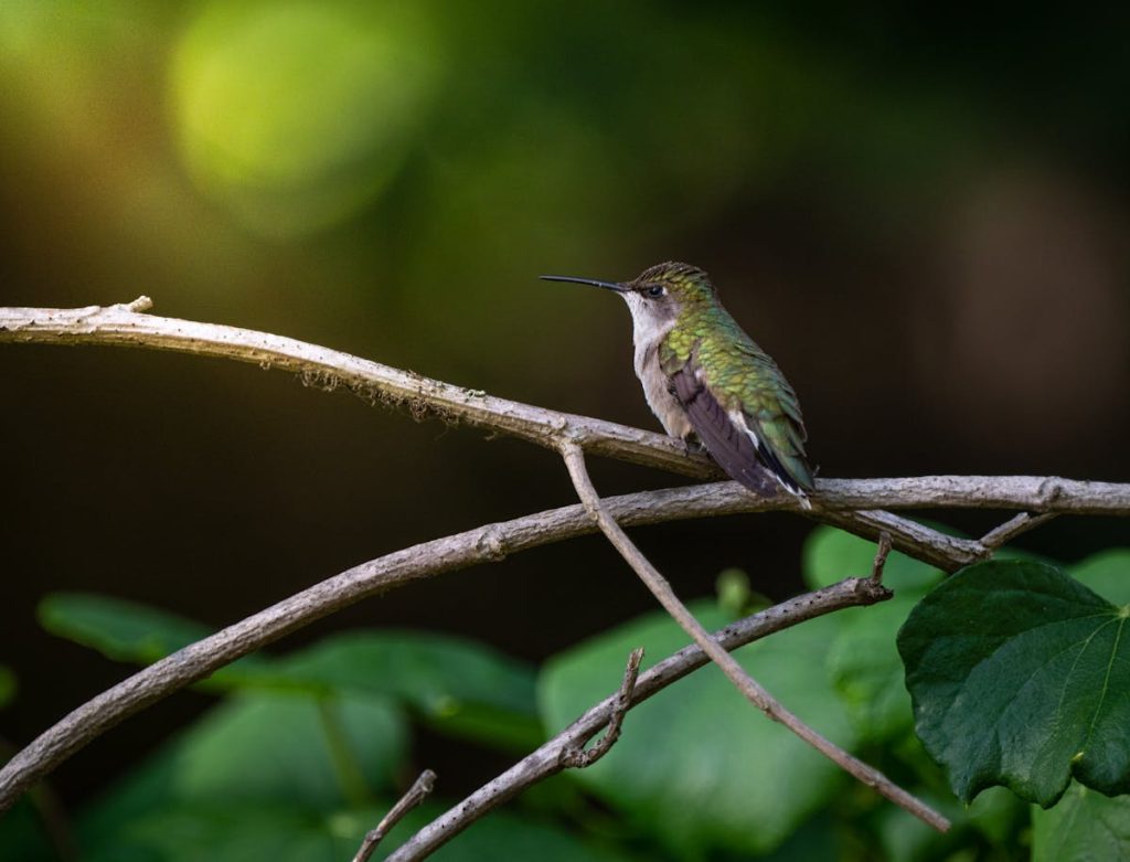 What do hummingbirds eat? - Ultimate Guide