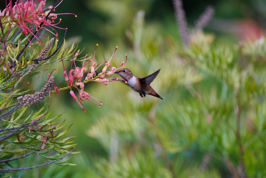 Hummingbirds in ohio map | Track them on this migration map