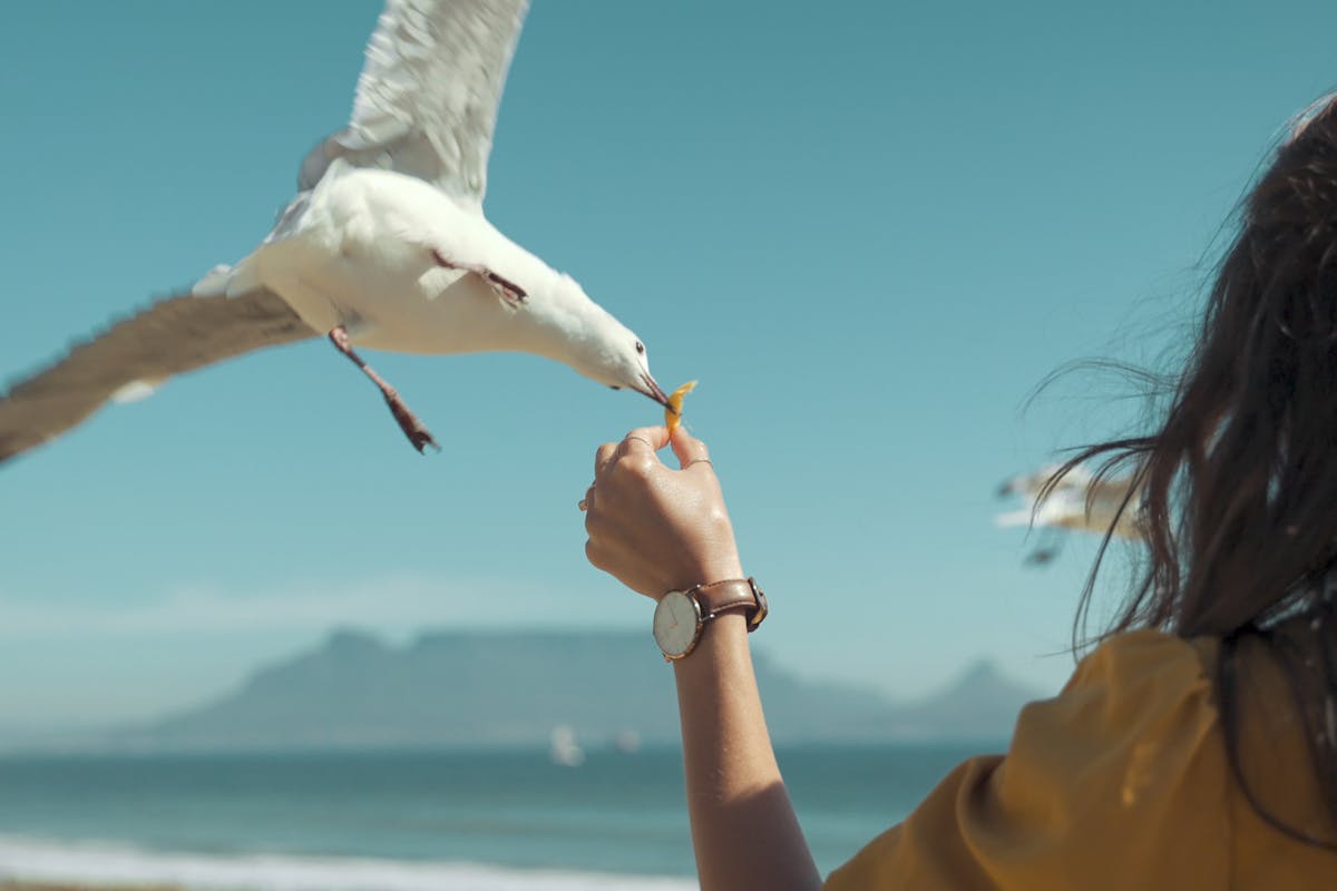 When and Why Is the Best Time of Day to Watch Birds?