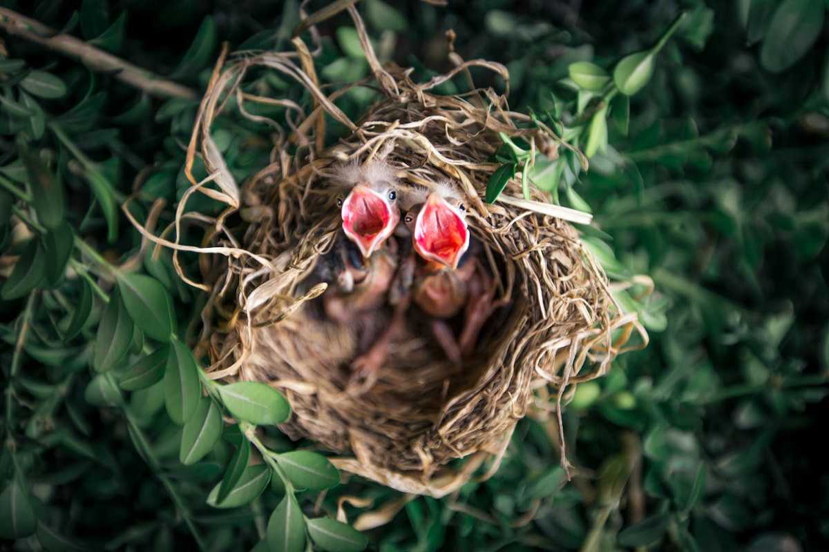 Learn How Orioles Build Intricate Nests