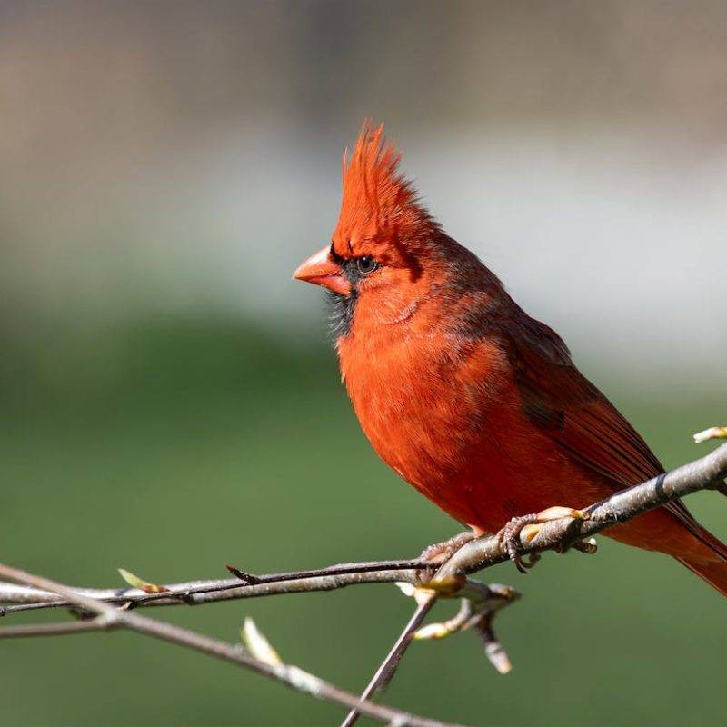 What color is a robin and an American Robin Look Like?