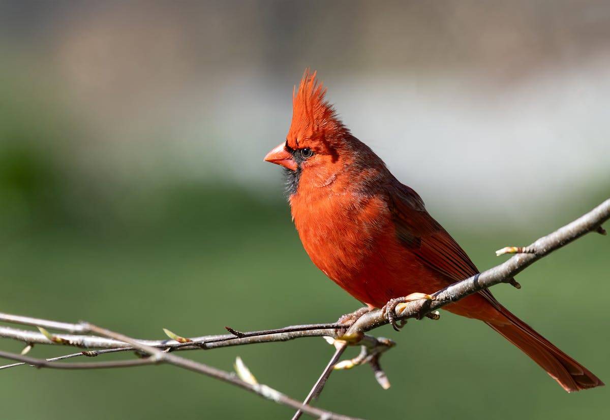 10 Birds that look like cardinals - BirdzFly