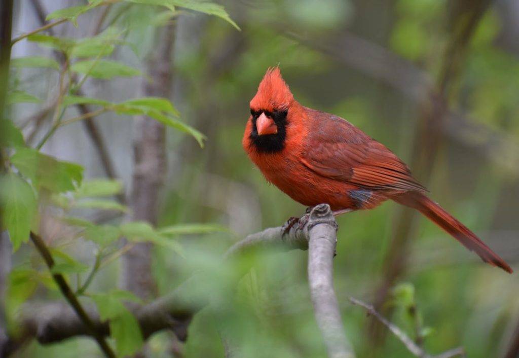 10 Birds that look like cardinals - BirdzFly