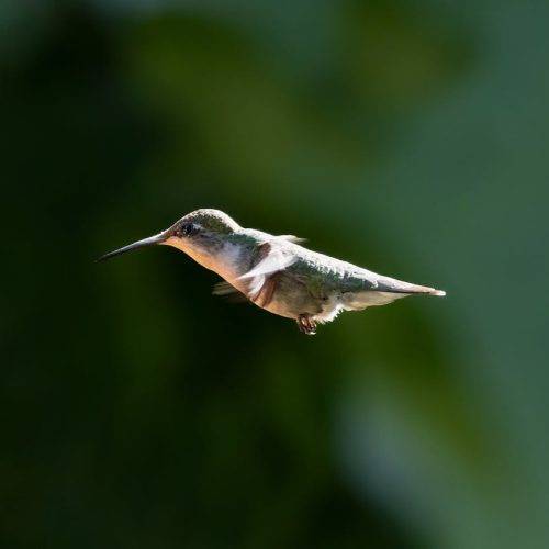 Live 2025 Hummingbird Migration Map for the USA - BirdzFly